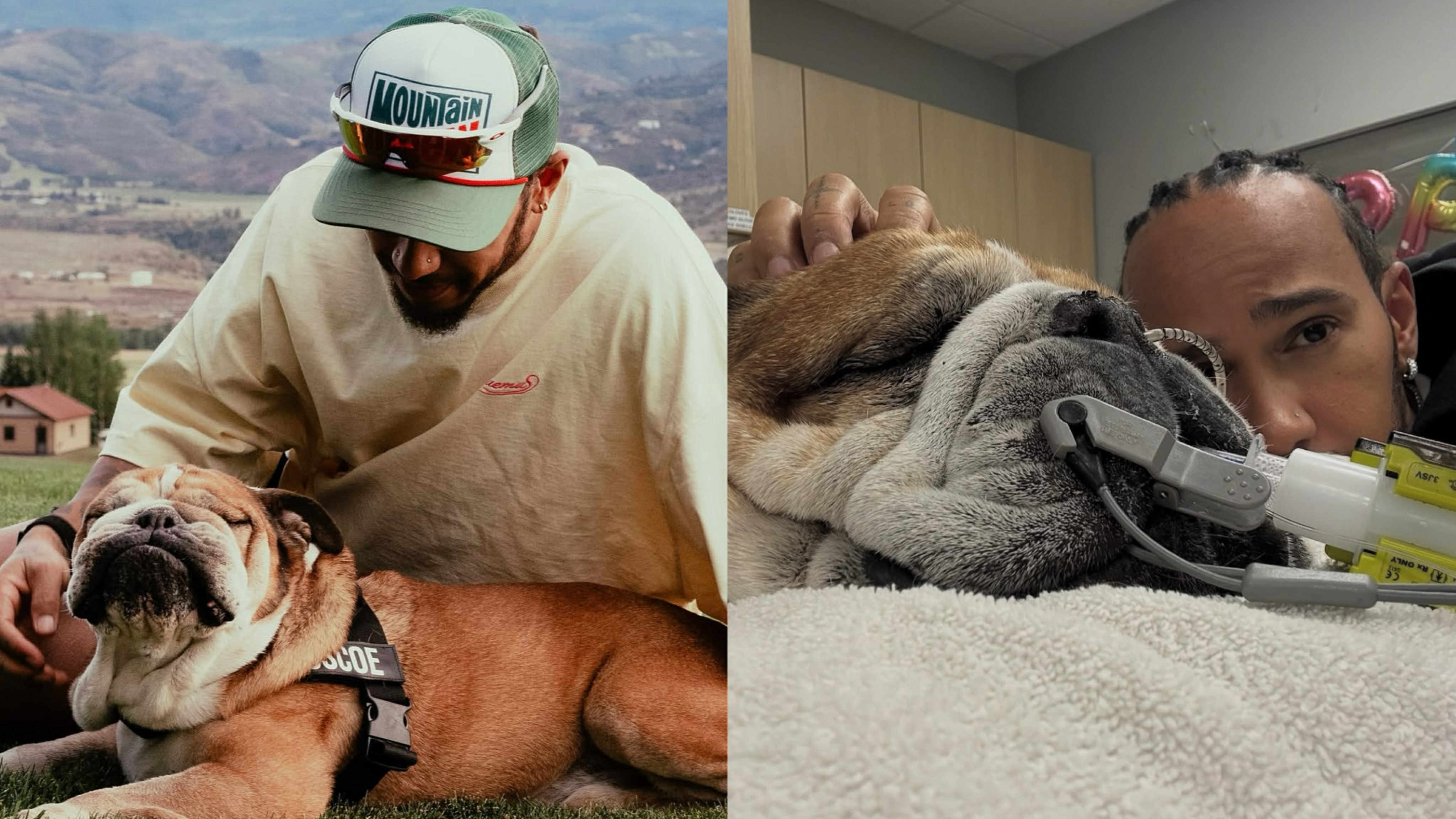 Lewis Hamilton Posted Emotional News About His Dog Roscoe. Fans ...